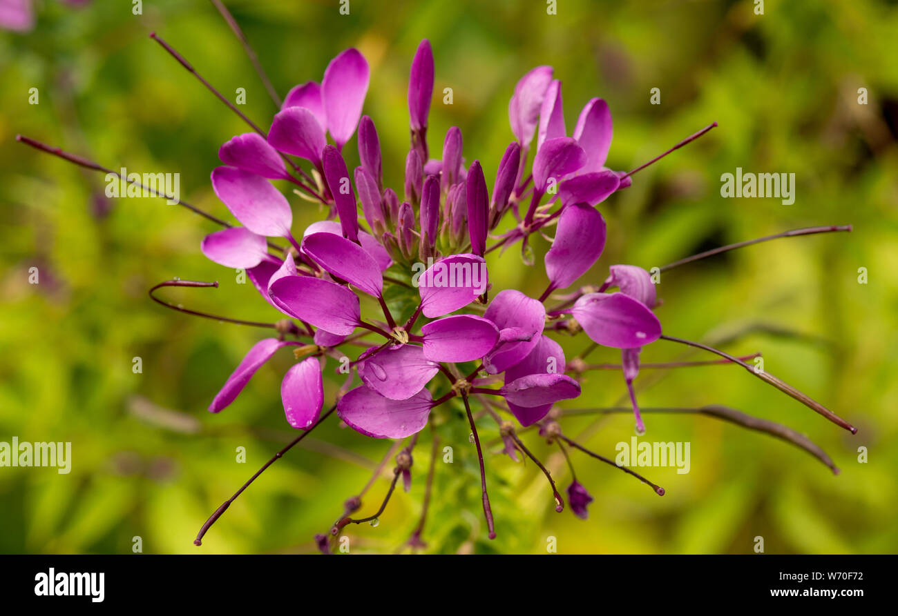 Fireworks that look like a plant hi-res stock photography and images ...