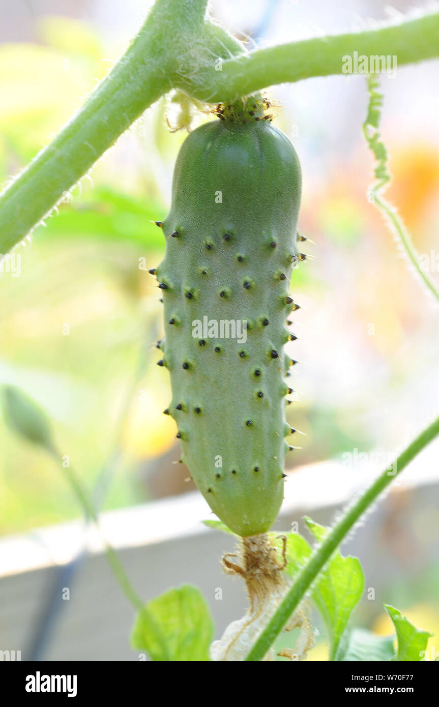 pickle tree in garden under sunshine Stock Photo - Alamy