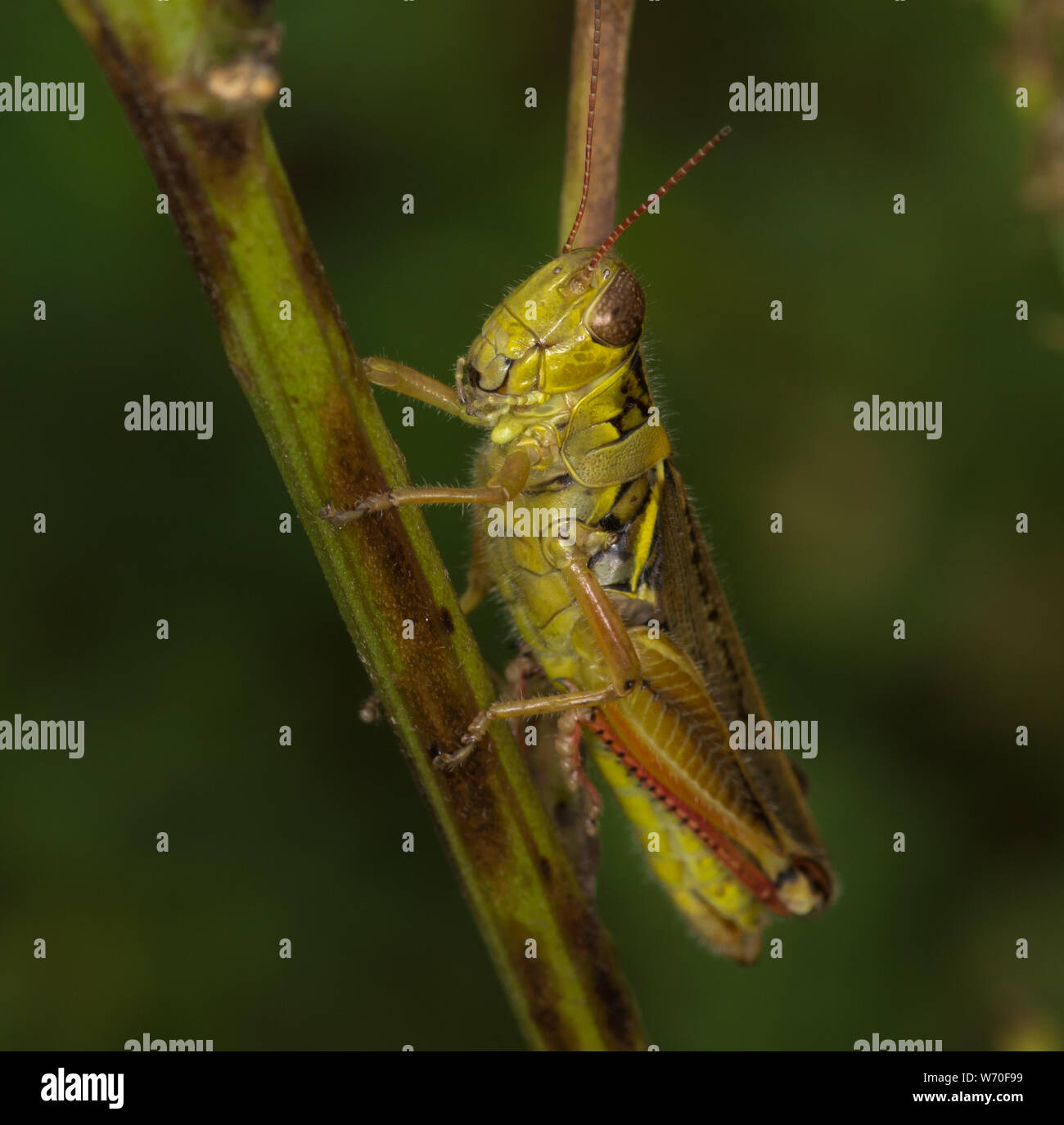 Why the long face Mr Grasshopper Stock Photo - Alamy
