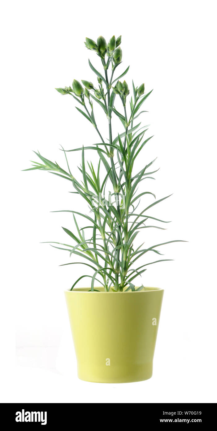 carnation tree in vase isolated on white background Stock Photo - Alamy