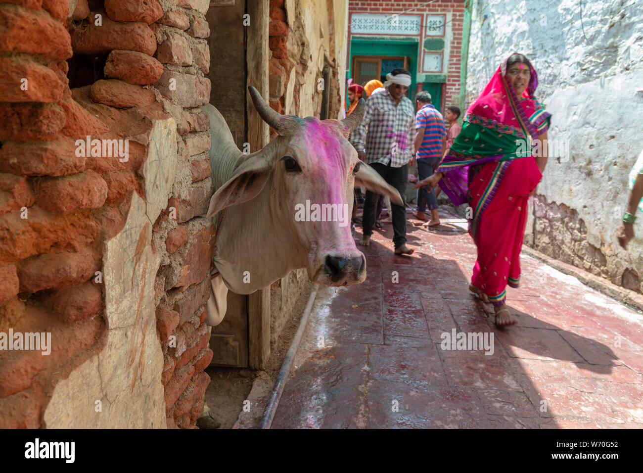 Krishna Cow Stock Photos & Krishna Cow Stock Images - Alamy