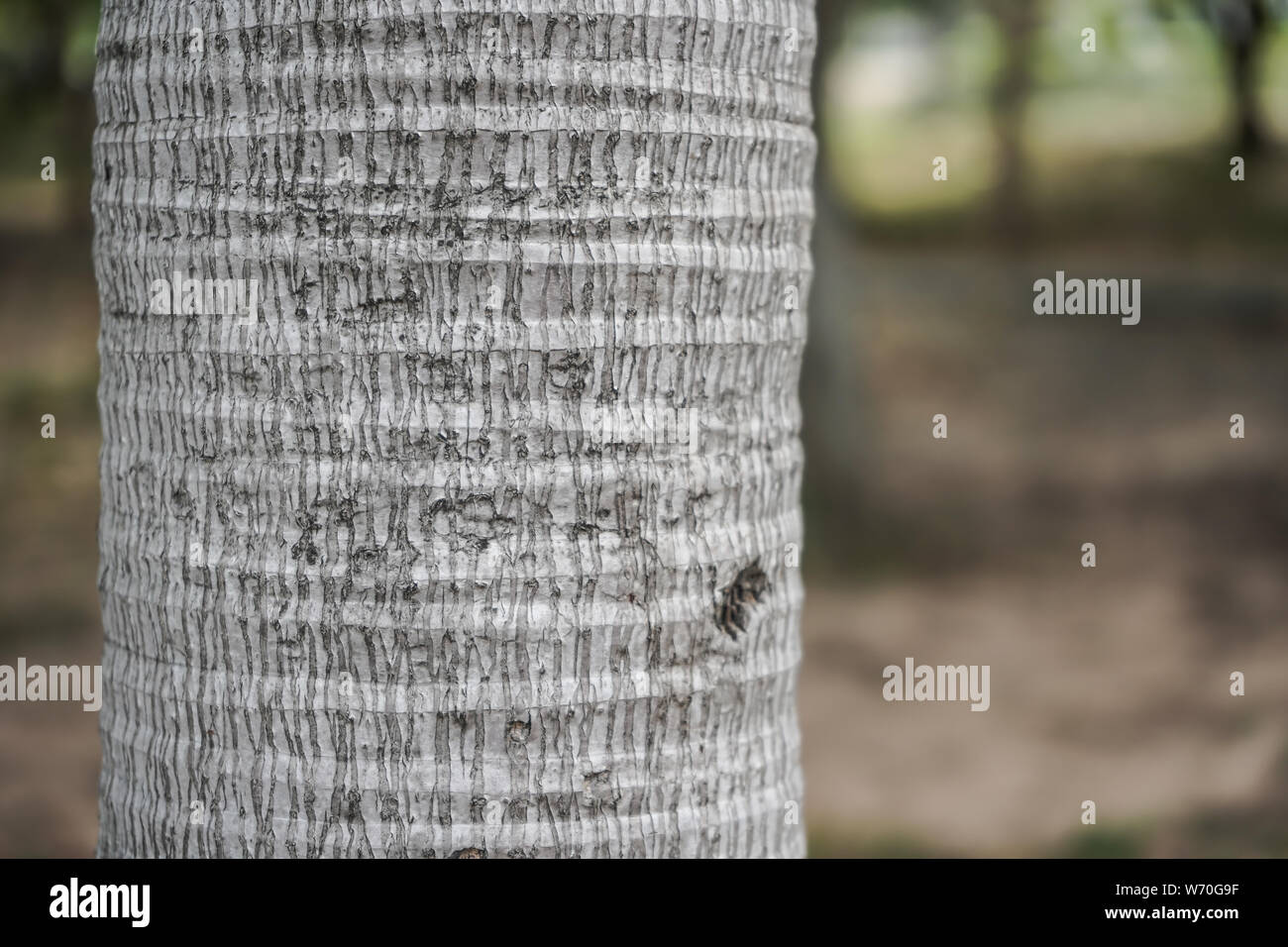 Coconut tree texture. Abstract of coconut tree texture for background ...