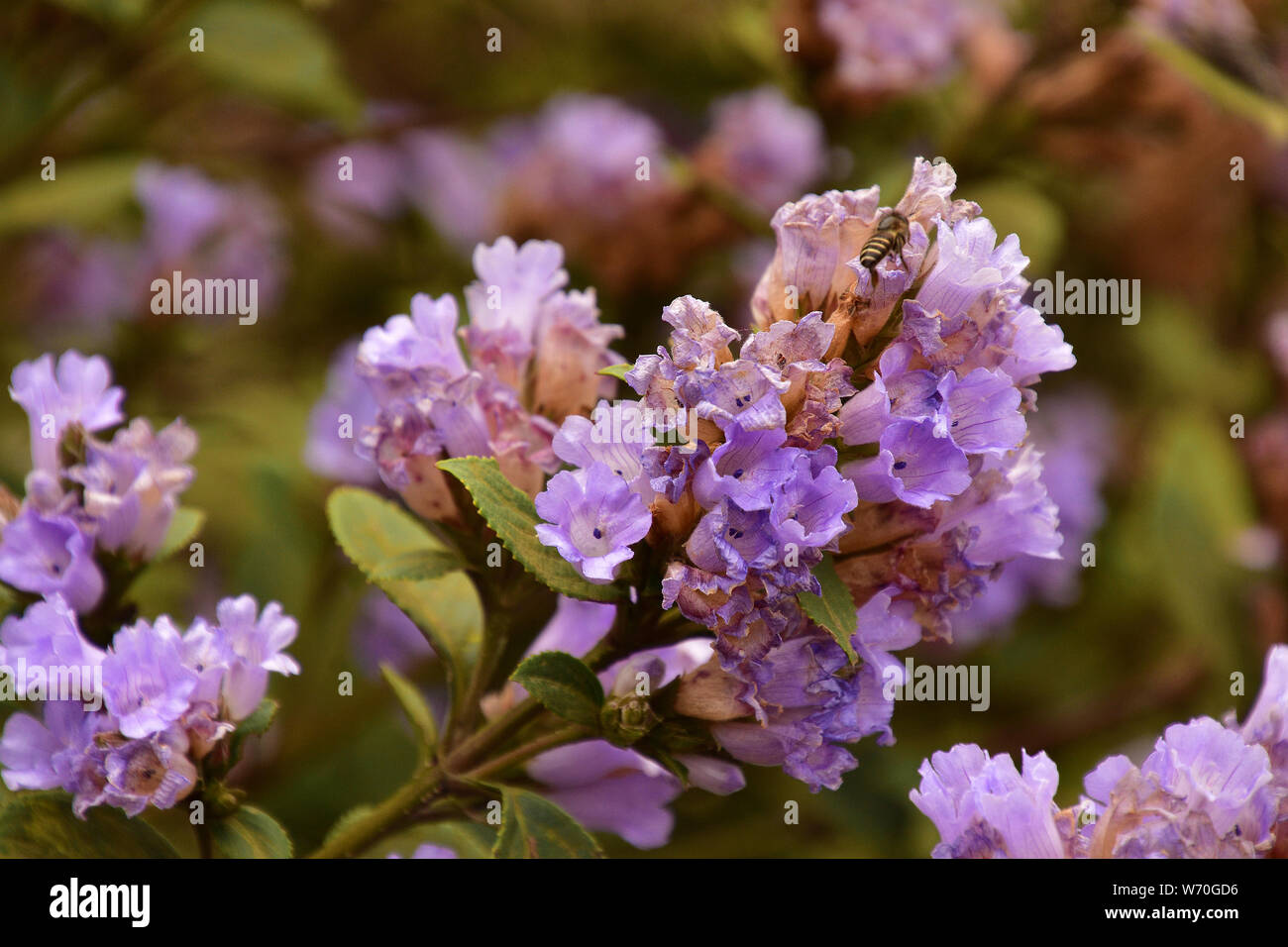 Nilgiri Thar and Nilakurinji Flowers, Eravikulam National Park, Munnar ...