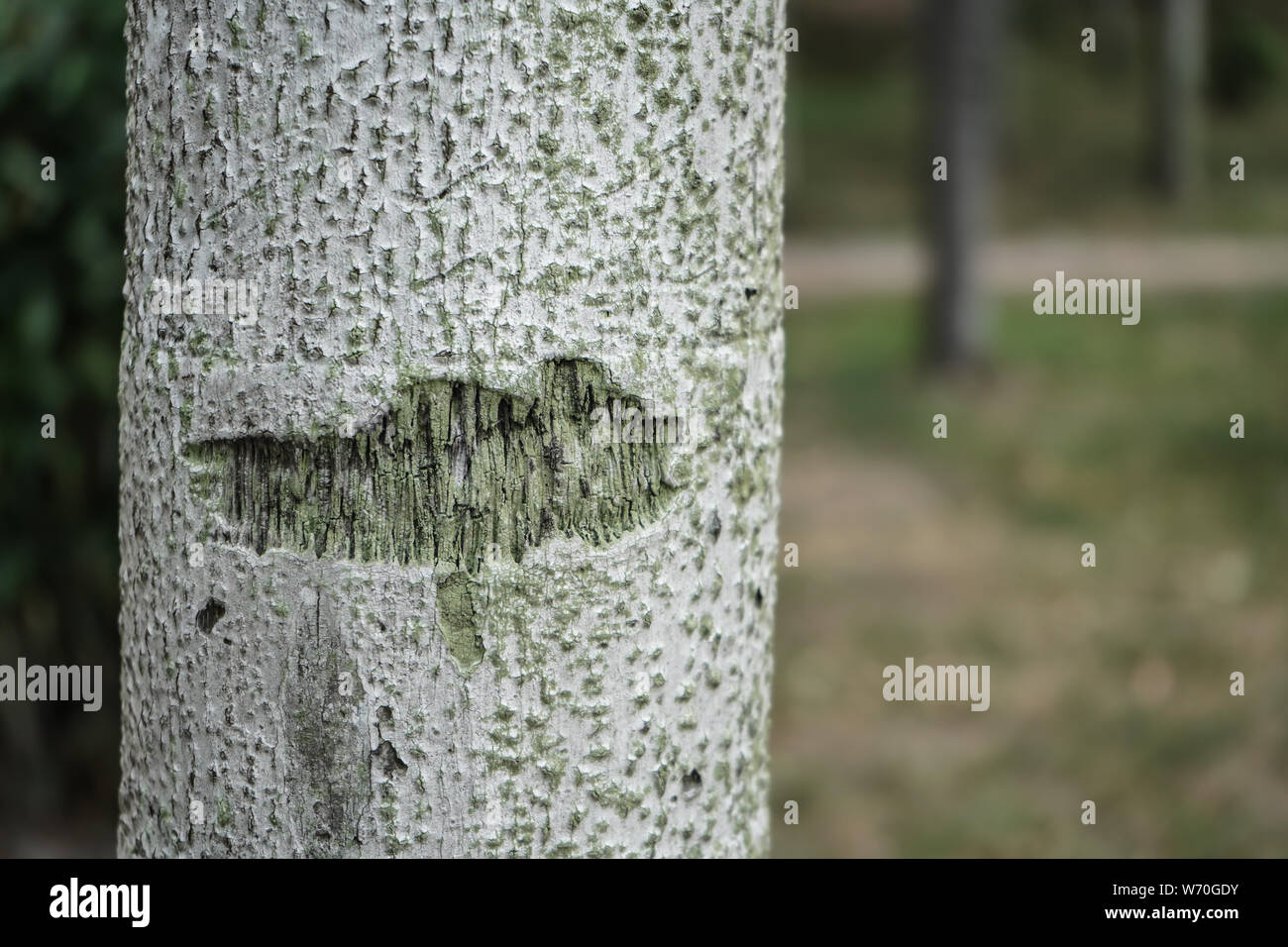 Coconut tree texture. Abstract of coconut tree texture for background ...