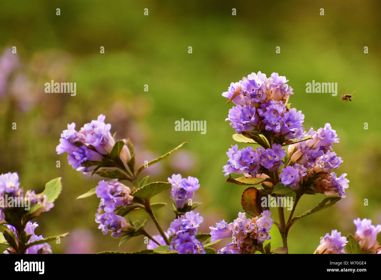 Neelakurinji hi-res stock photography and images - Alamy