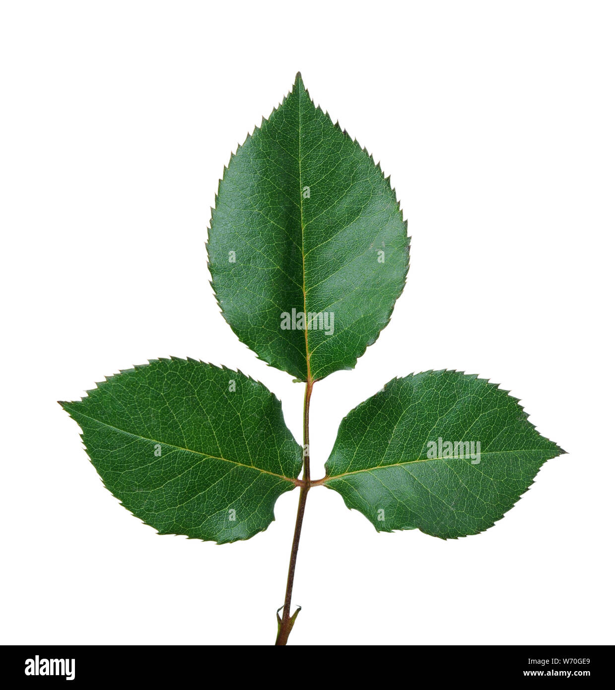 rose leaf isolated on white background Stock Photo - Alamy