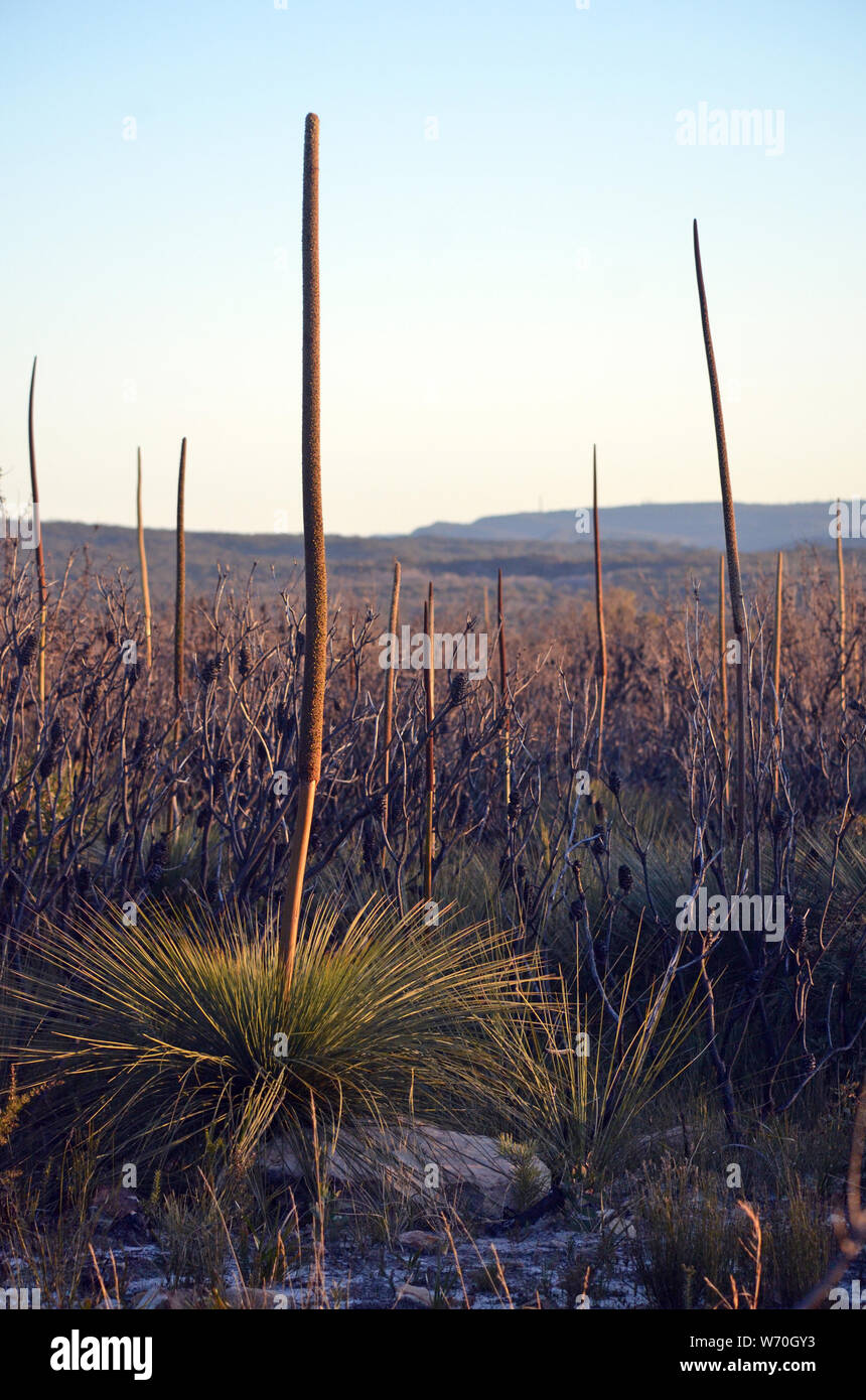 Australian landscape scene of Xanthorrhoea grass tree flower spikes in ...