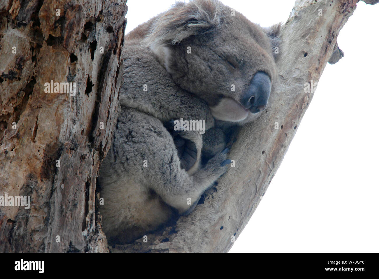 Koala chilling hi-res stock photography and images - Alamy