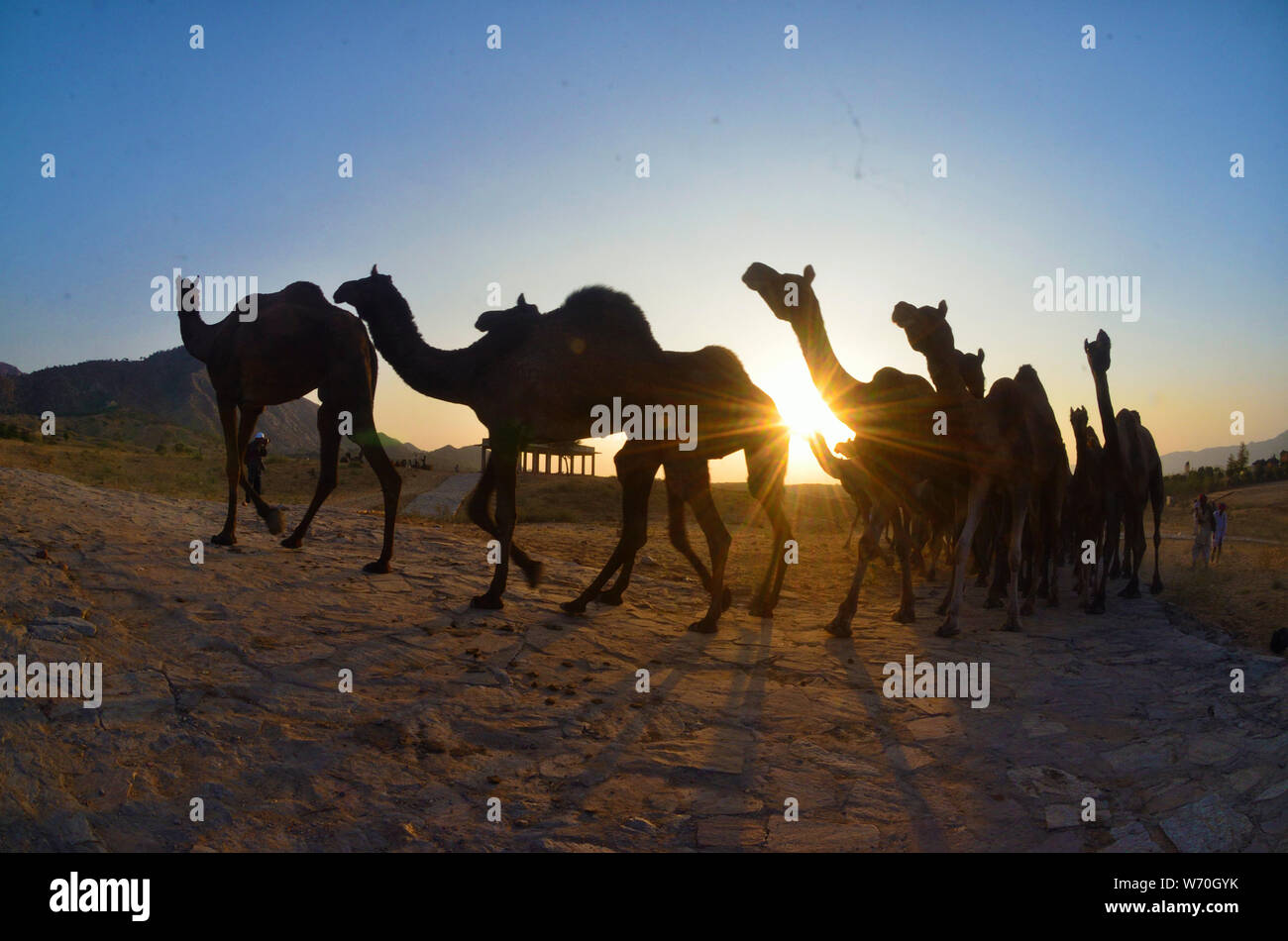 Pushkar Camel Fair, Pushkar, Rajasthan, India Stock Photo - Alamy