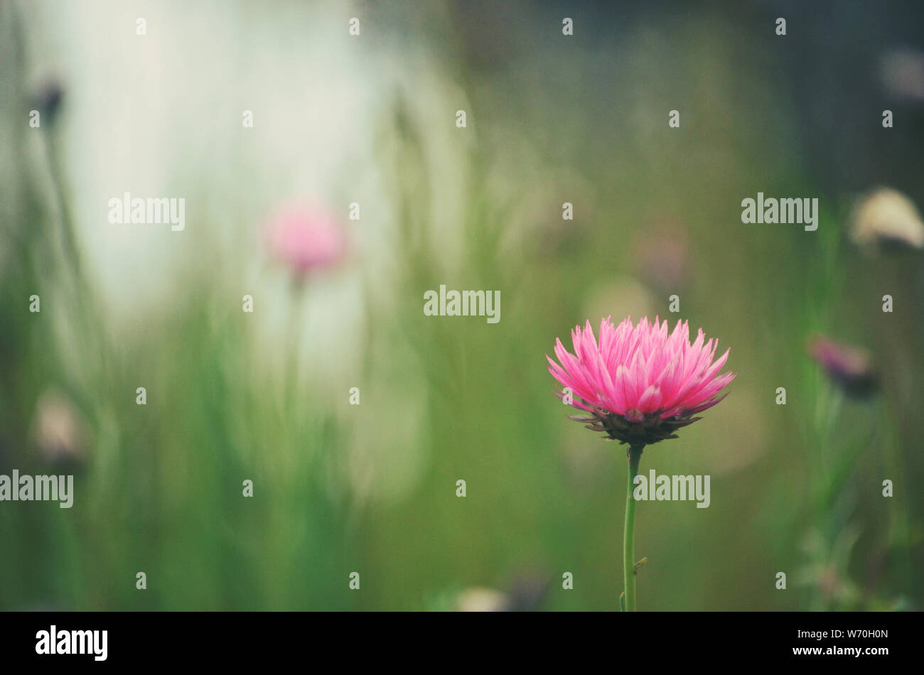 Single pink Australian native everlasting daisy, Xerochrysum bracteatum ...
