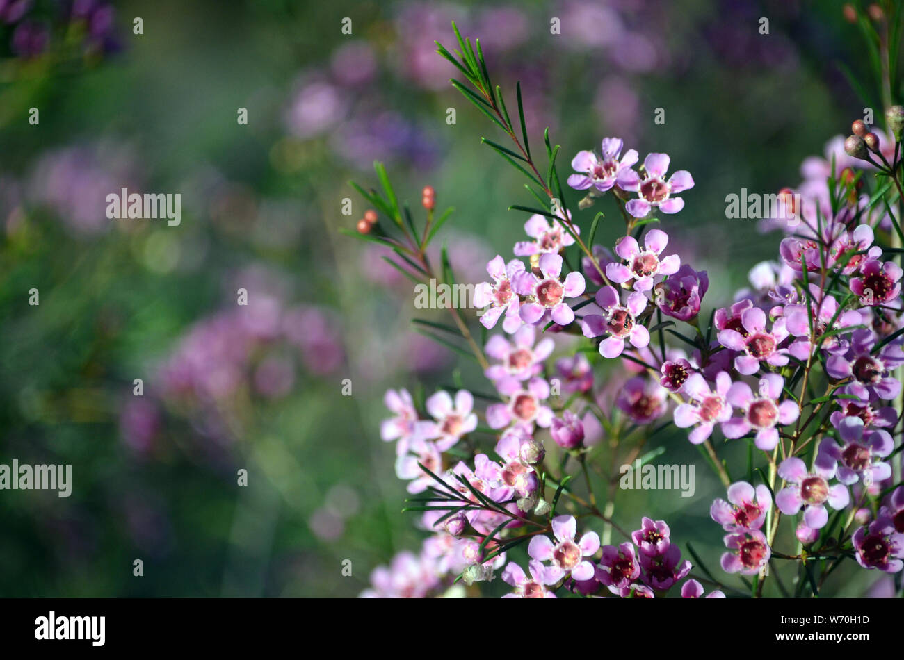 Pink flowers of the Australian native Geraldton Wax, Chamelaucium ...
