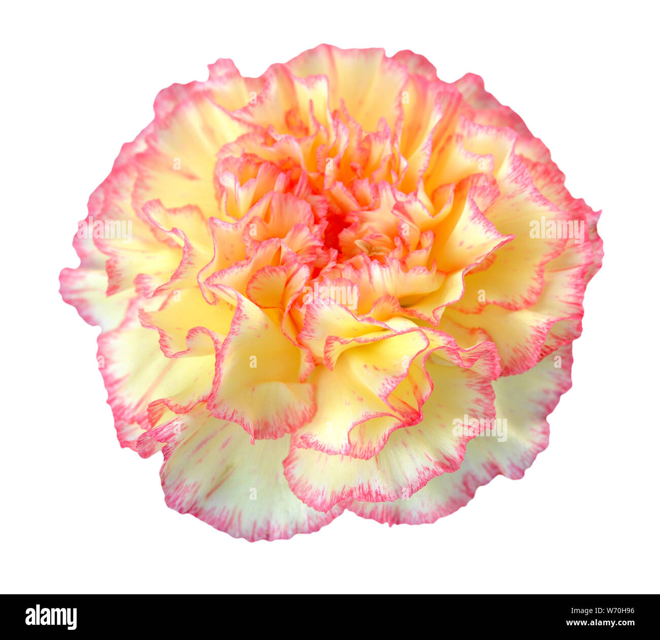 carnation isolated on white background Stock Photo - Alamy