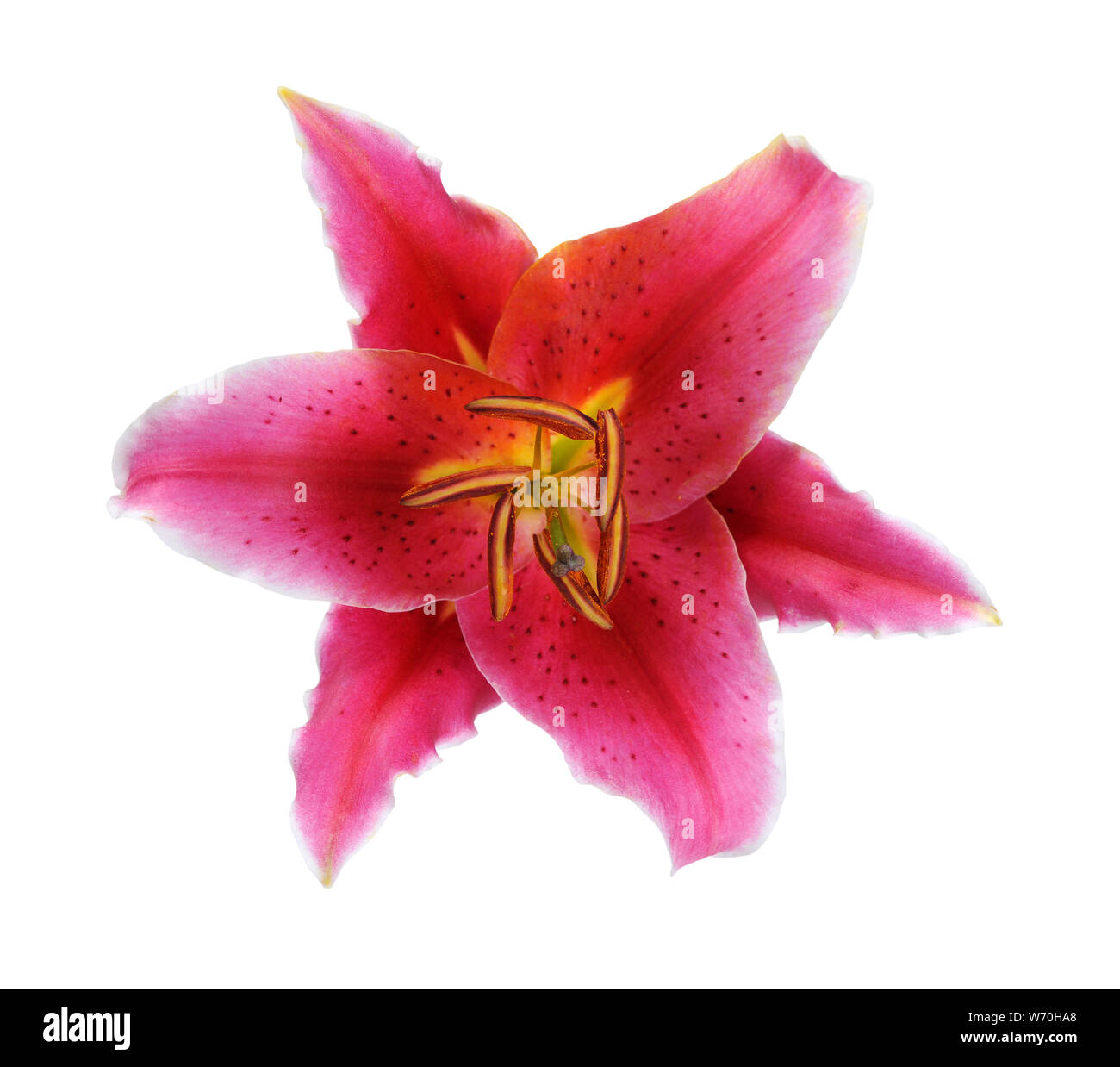 fresh pink lily flower isolated on white Stock Photo - Alamy