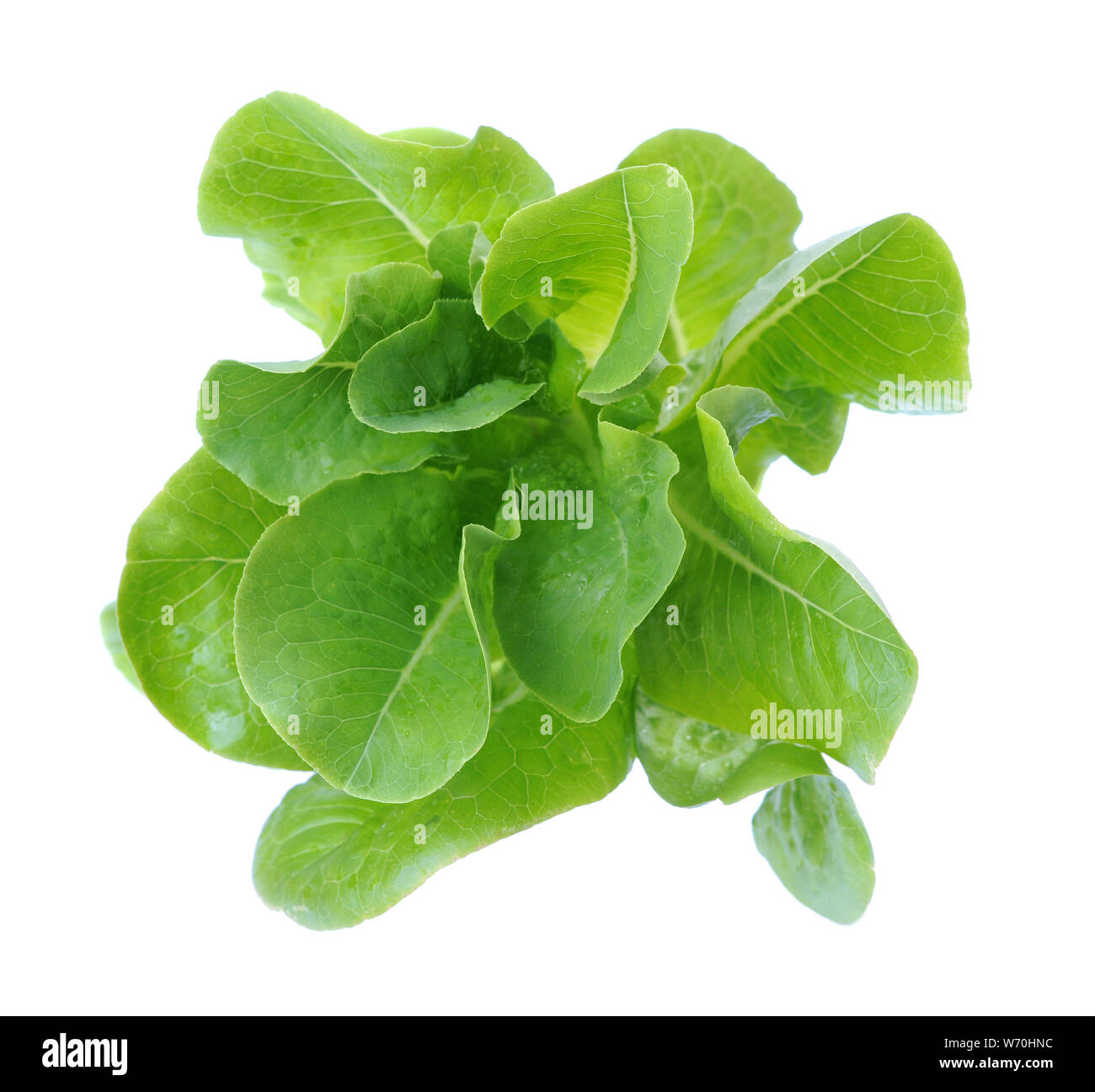 Top view of lettuce tree isolated on white Stock Photo - Alamy