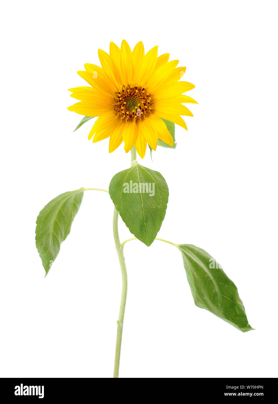 a branch of sunflower flower isolated on white Stock Photo - Alamy