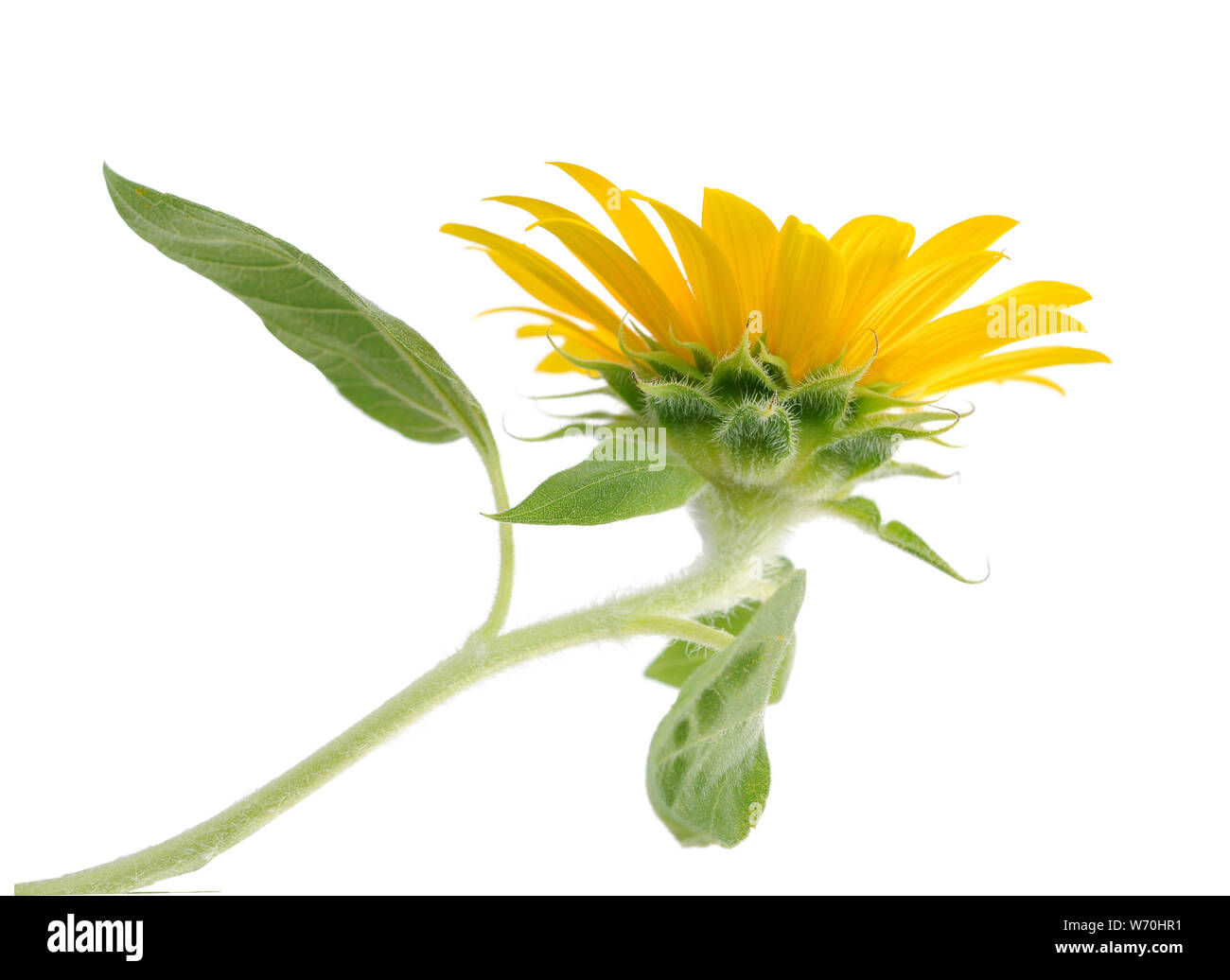 a branch of sunflower flower isolated on white Stock Photo - Alamy