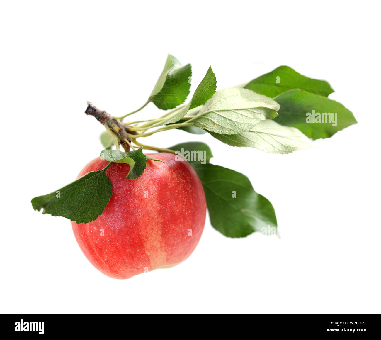 a fresh apple isolated on white background Stock Photo - Alamy
