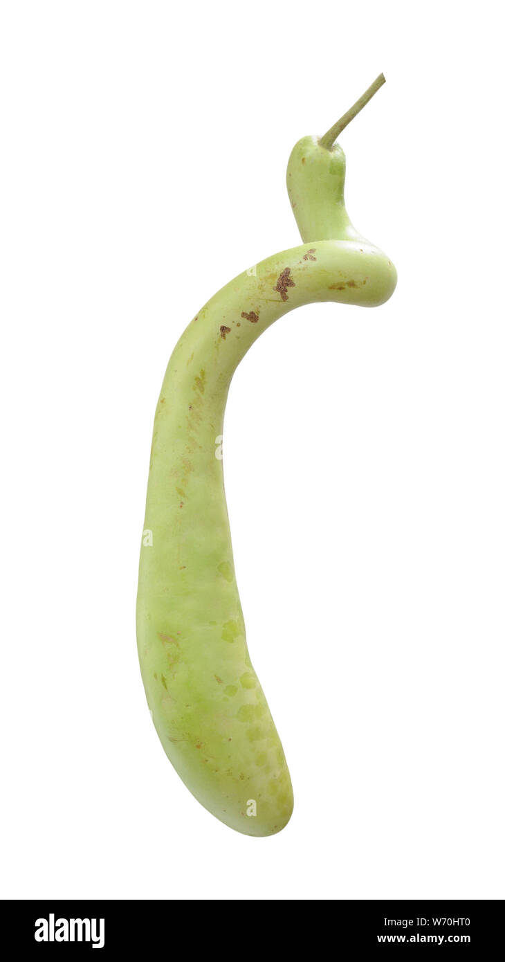 Lagenaria vulgaris hi-res stock photography and images - Alamy