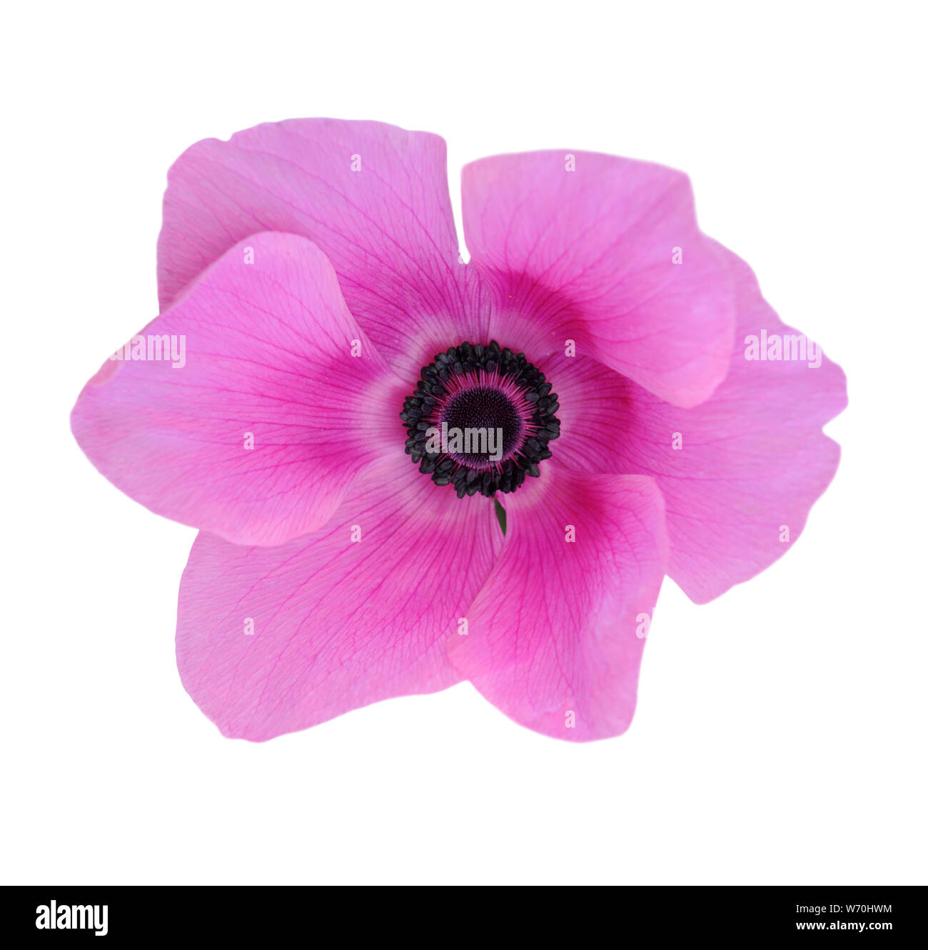 Blush petal Cut Out Stock Images & Pictures - Alamy