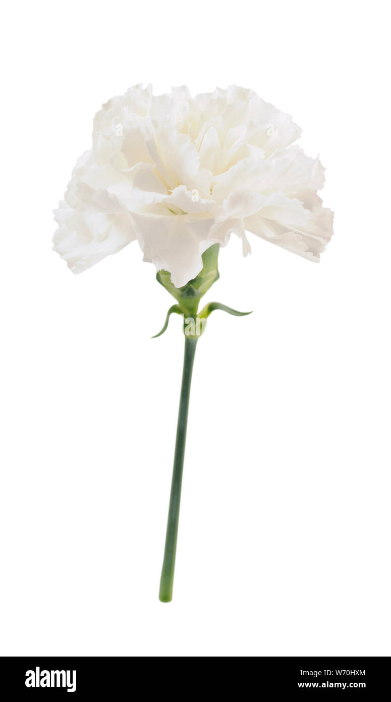 white carnation isolated on white background Stock Photo - Alamy