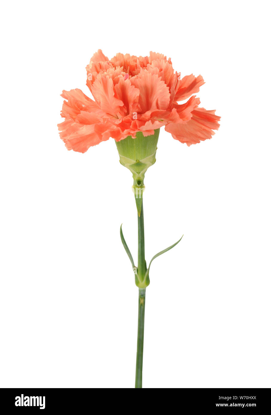 an orange carnation isolated on white background Stock Photo - Alamy