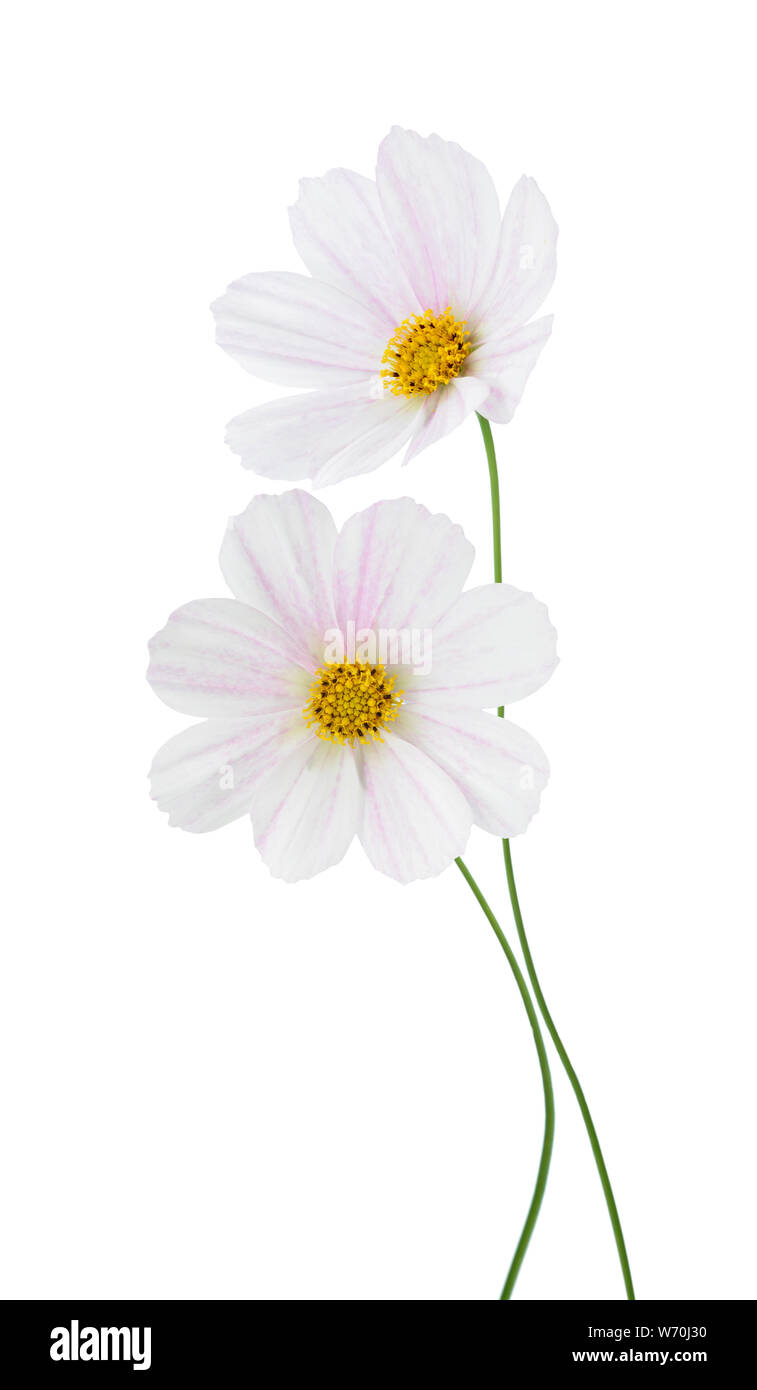 light pink Cosmos Flower isolated on white Stock Photo - Alamy