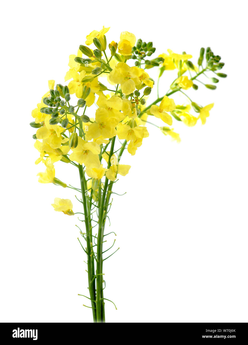Broccoli Flower branche isolated on white background Stock Photo - Alamy
