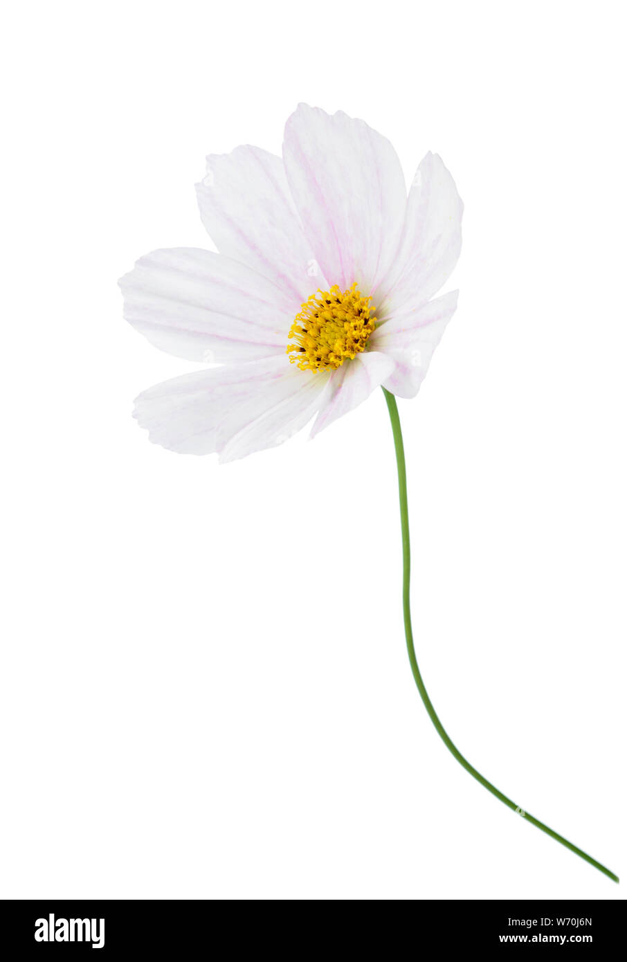 light pink Cosmos Flower isolated on white Stock Photo - Alamy