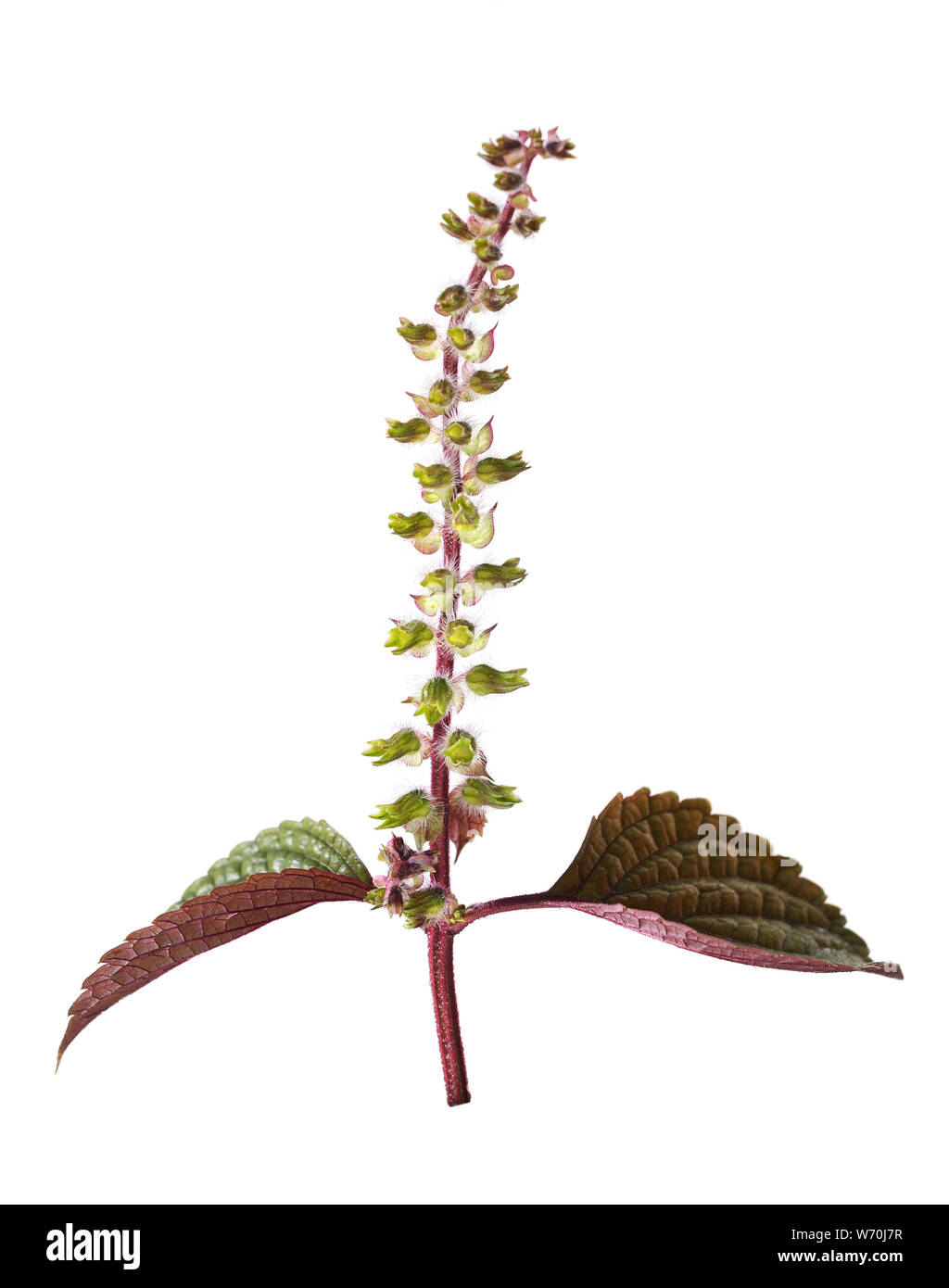 Perilla flower hi-res stock photography and images - Alamy