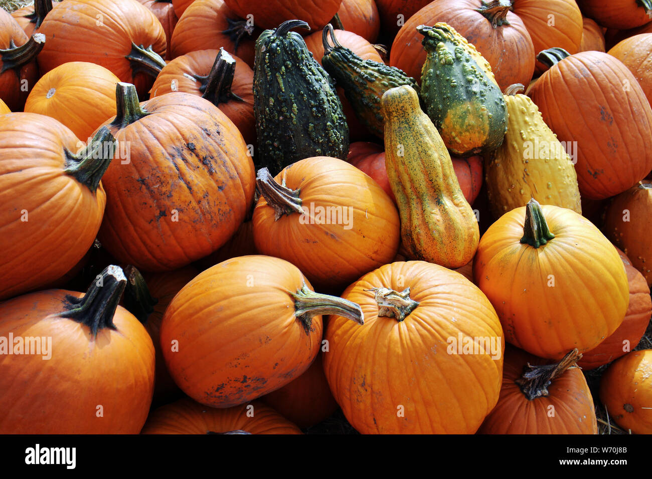 Bumpy squash hi-res stock photography and images - Alamy