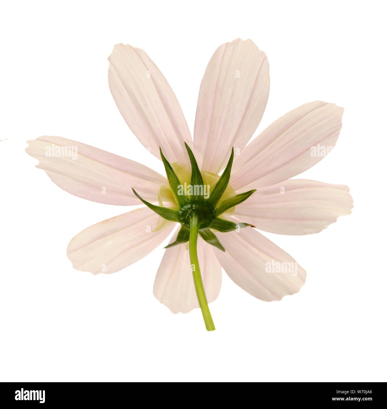 back view of light pink Cosmos Flower isolated on white Stock Photo - Alamy