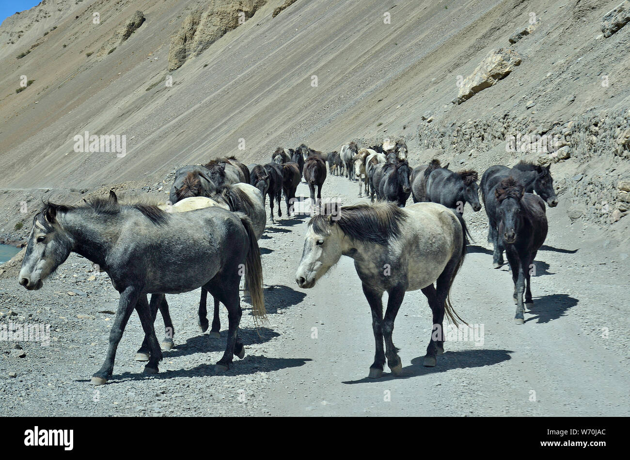Spiti, Himachal Pradesh, India Stock Photo - Alamy