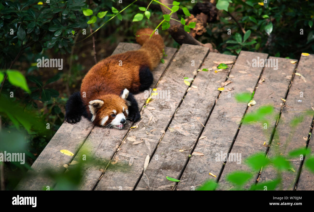 Fat panda hi-res stock photography and images - Alamy