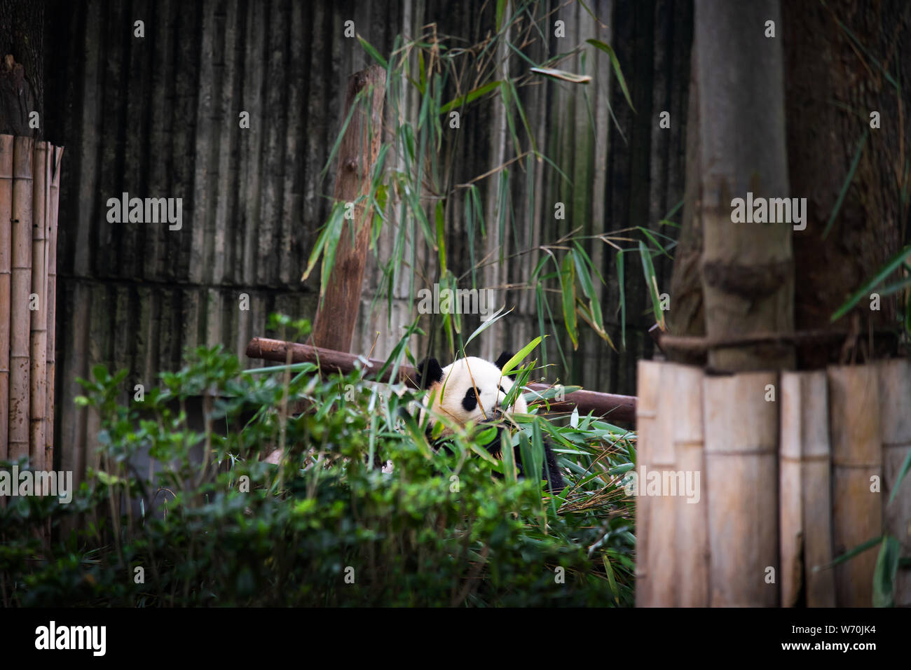 Baby panda eating in a pile of bamboo in Chengdu, China Stock Photo - Alamy