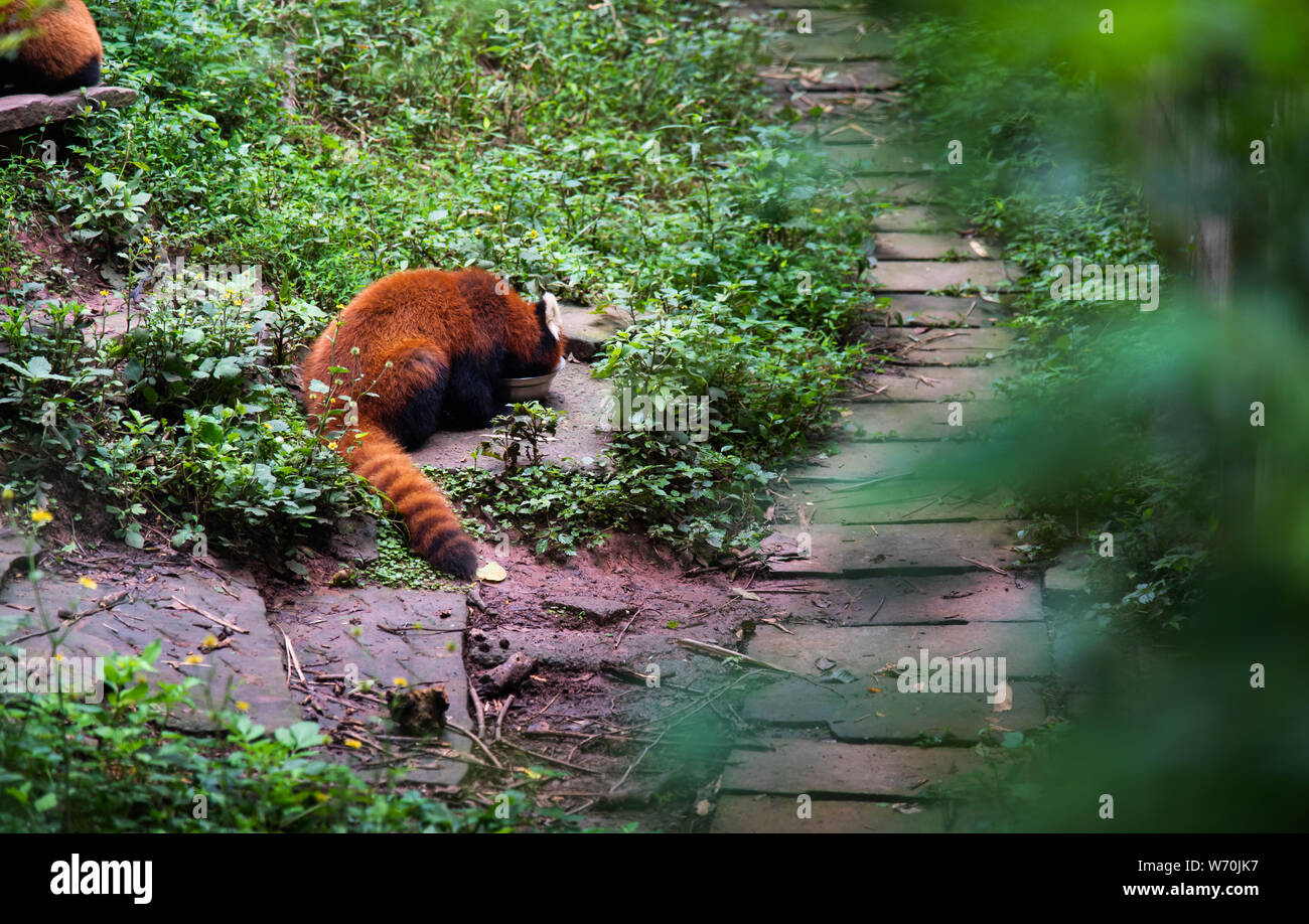 Red panda baby feeding outdoors in Chengdu city in China Stock Photo ...
