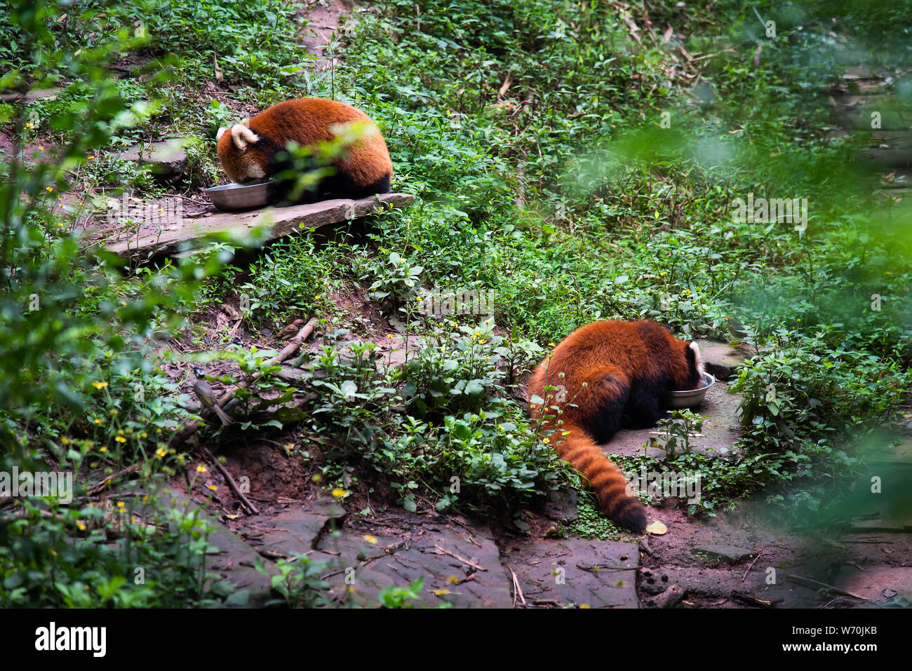 Red panda baby feeding outdoors in Chengdu city in China Stock Photo ...