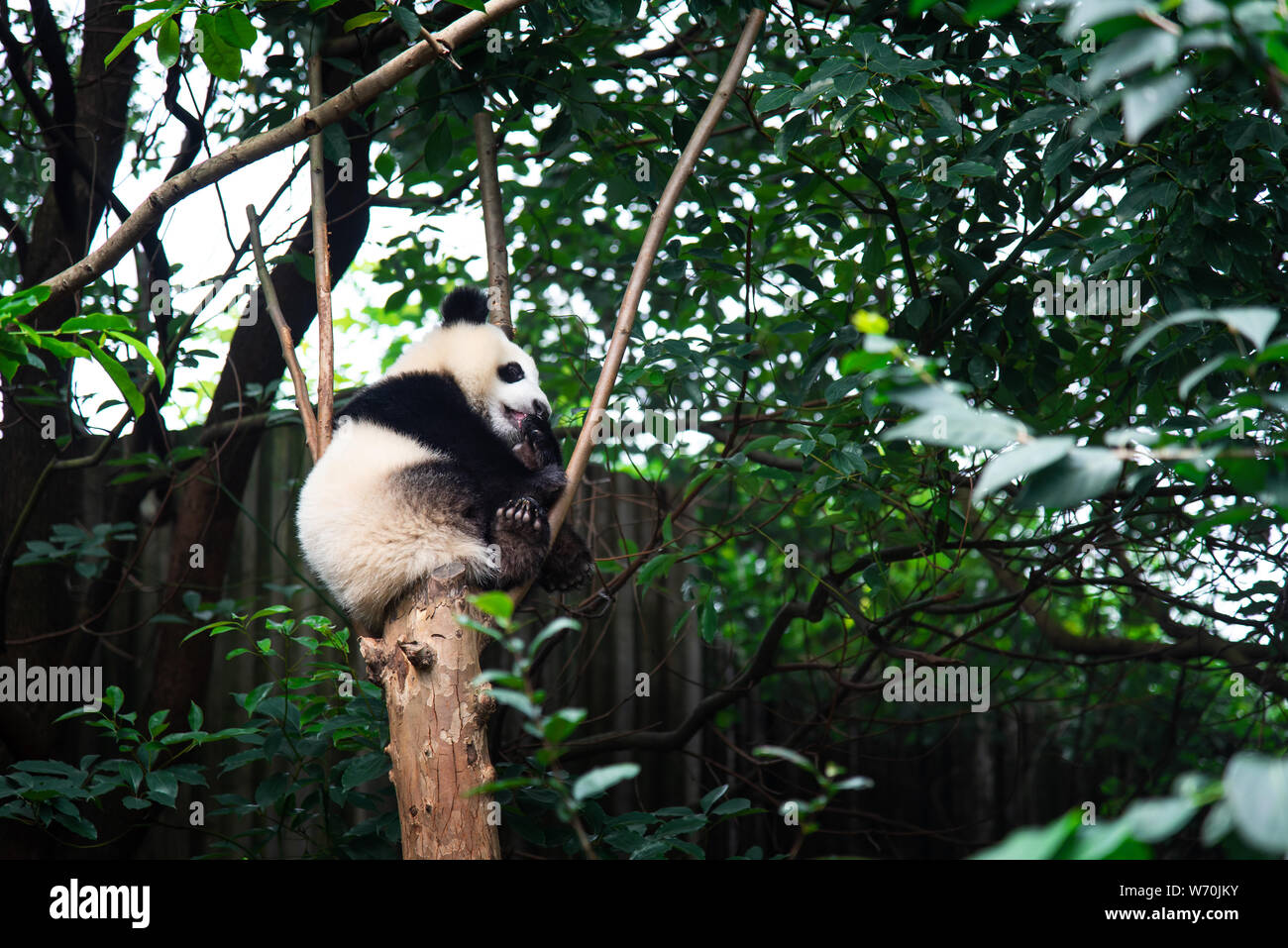 Panda Sitting In A Tree