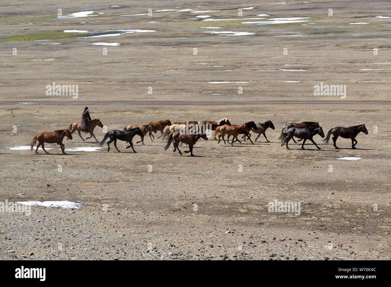 Herding with horses hi-res stock photography and images - Alamy