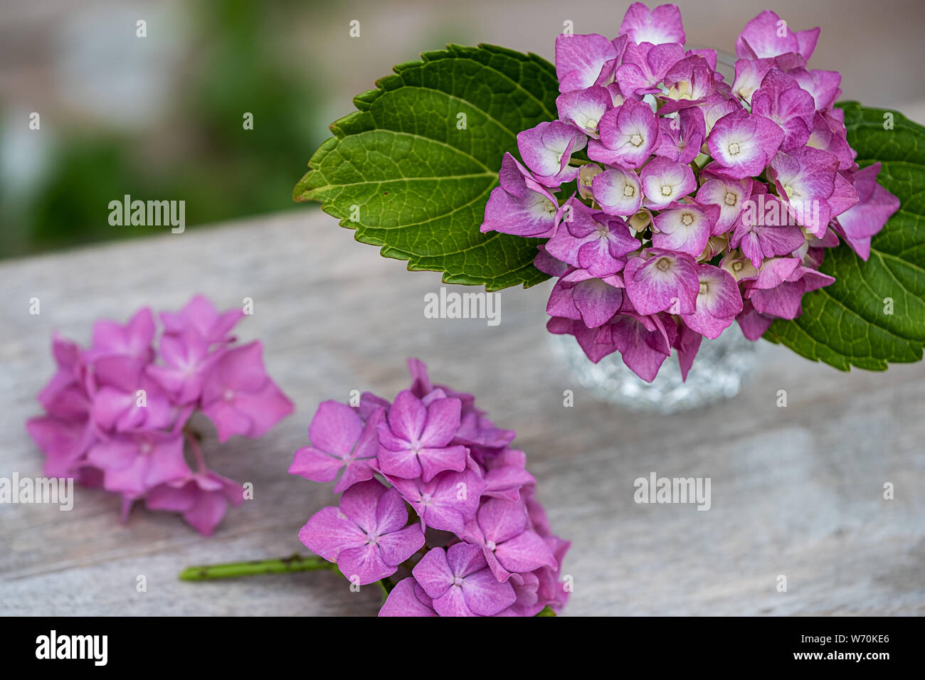 hydrangea in crystal vase single blossoms on wooden background Stock ...