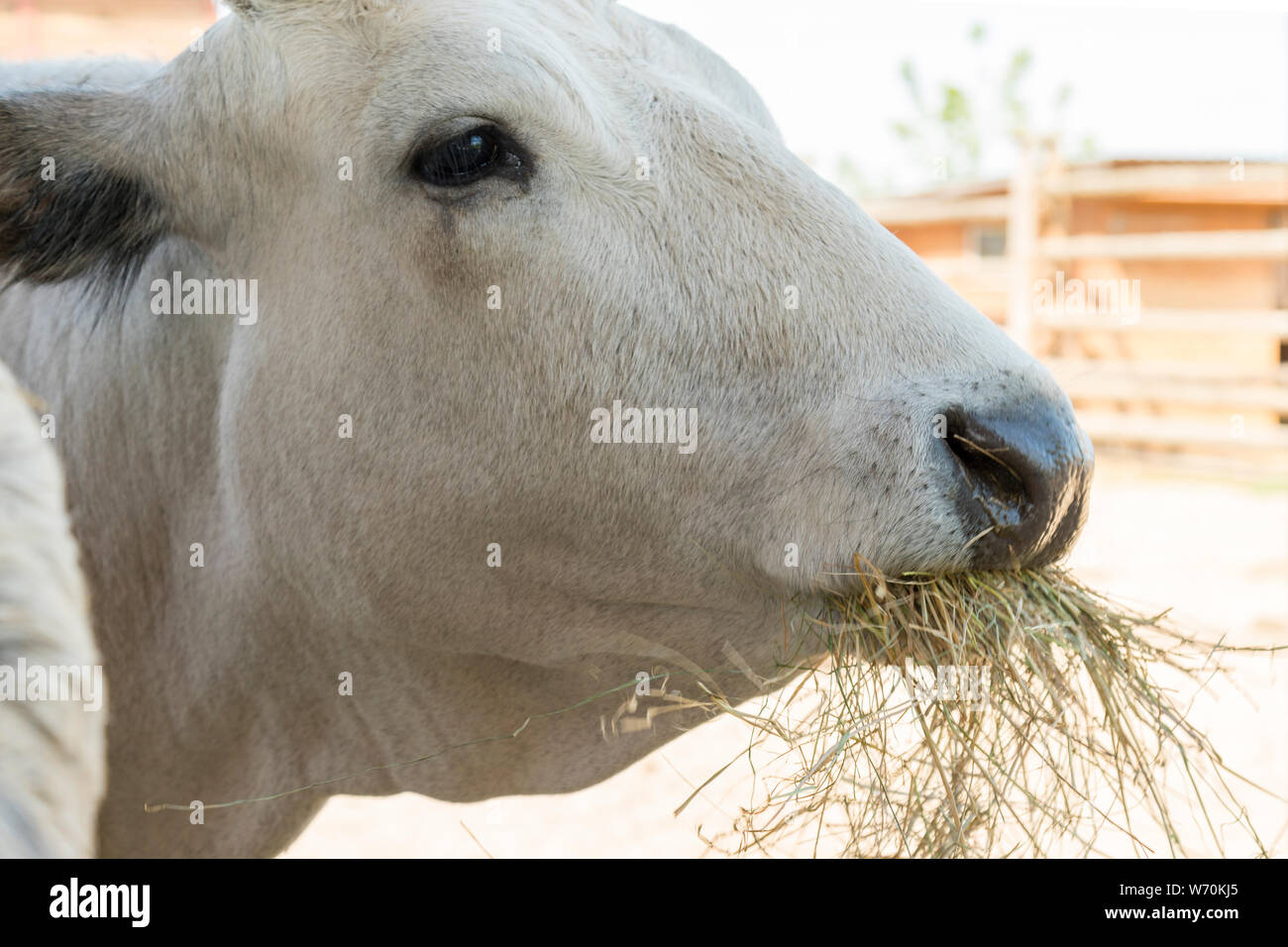 A white cow chewing hay behind the corral fence. Cows eat hay. Bulls ...