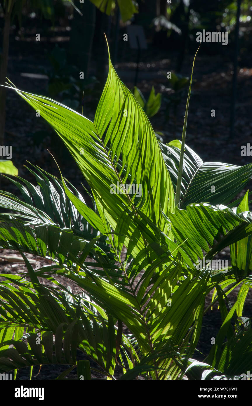 Sydney Australia, backlit fronds of a palm plant in garden Stock Photo ...