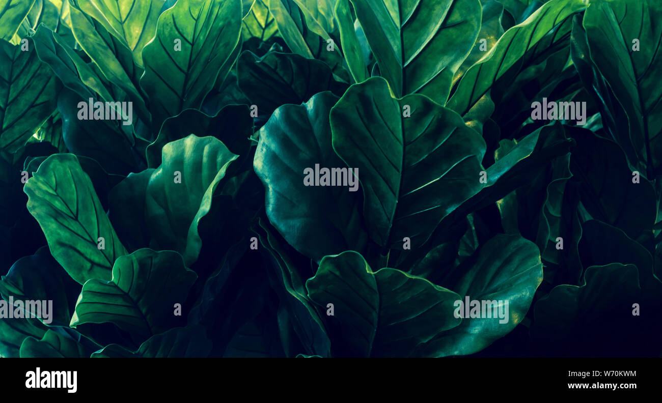 Abstract green leaf background.nature concepts ideas Stock Photo - Alamy