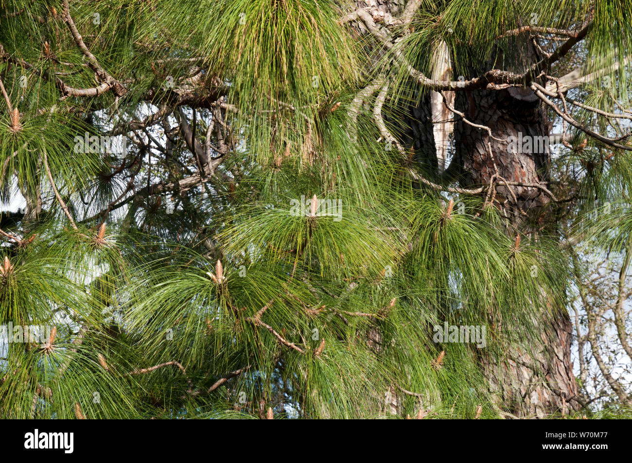Sydney Australia, Pinus Roxburghii foliage in afternoon sunlight Stock ...