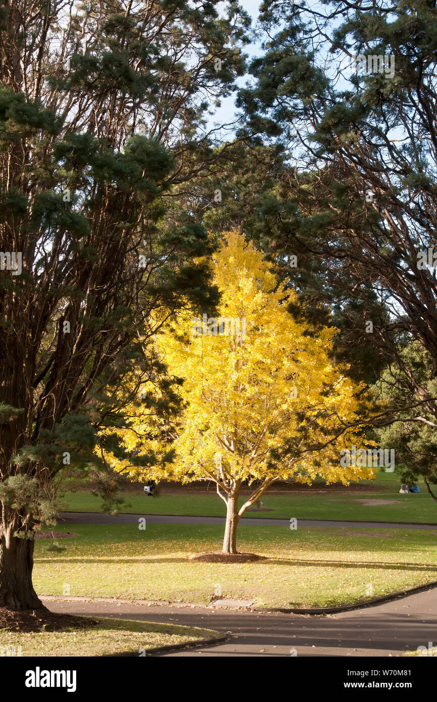 Sydney Australia, landscaped park view with autumn tones of a Ginkgo ...
