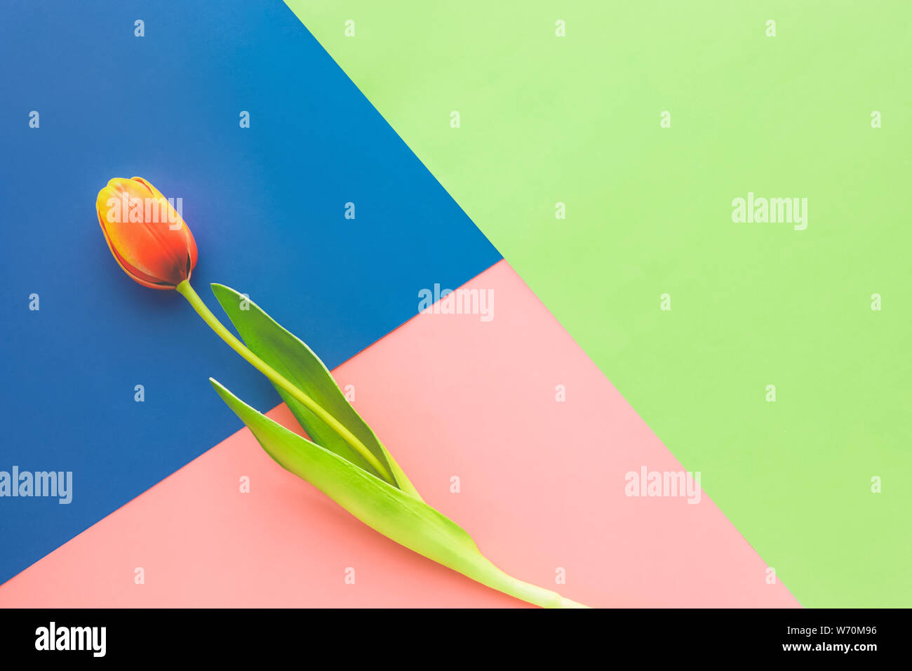 Tulip on colorful paper background,flat lay design Stock Photo - Alamy