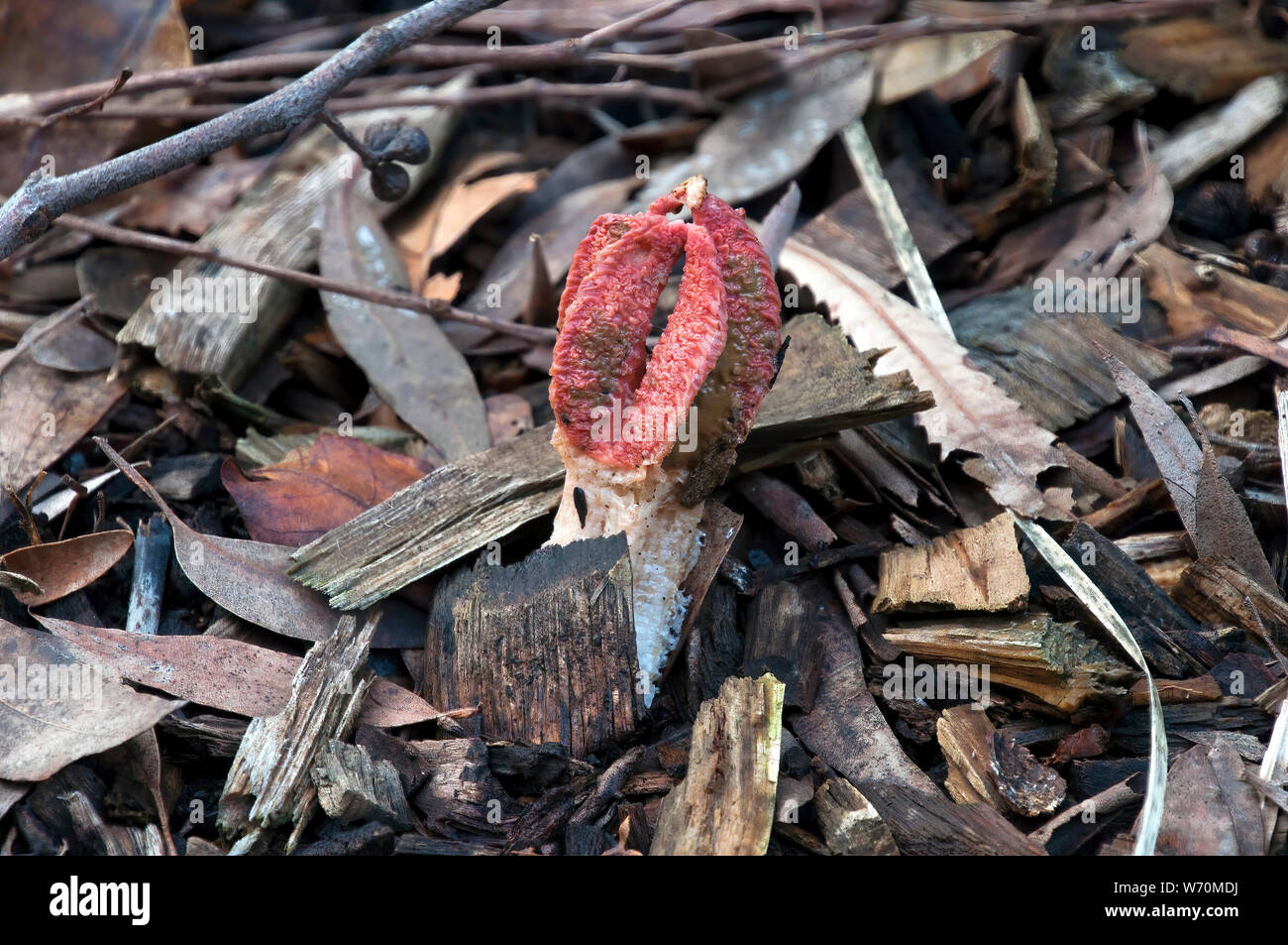 Sydney Australia, Lysurus mokusin commonly known as the lantern ...