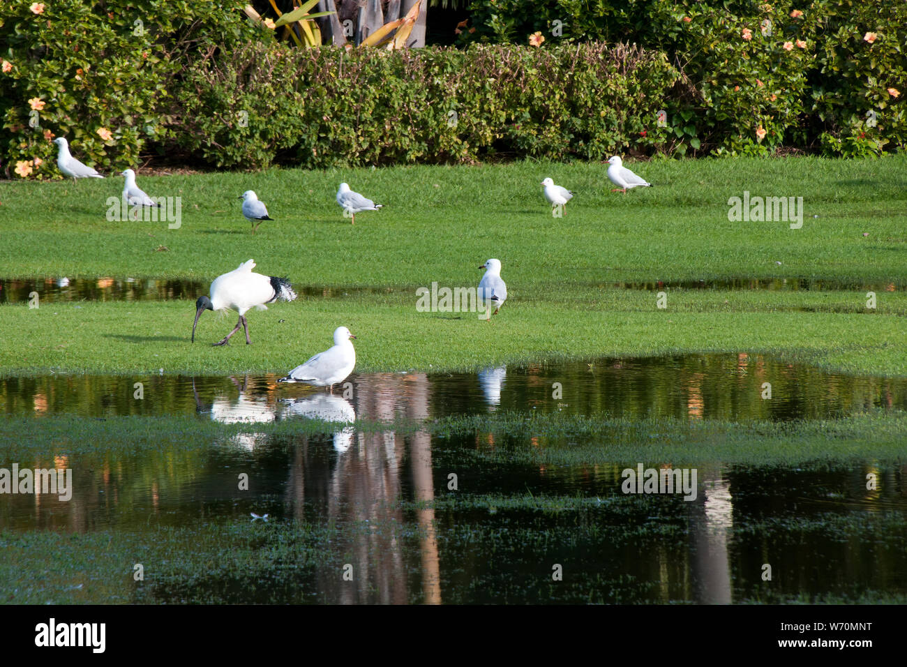 Australian white ibis in city hi-res stock photography and images - Alamy