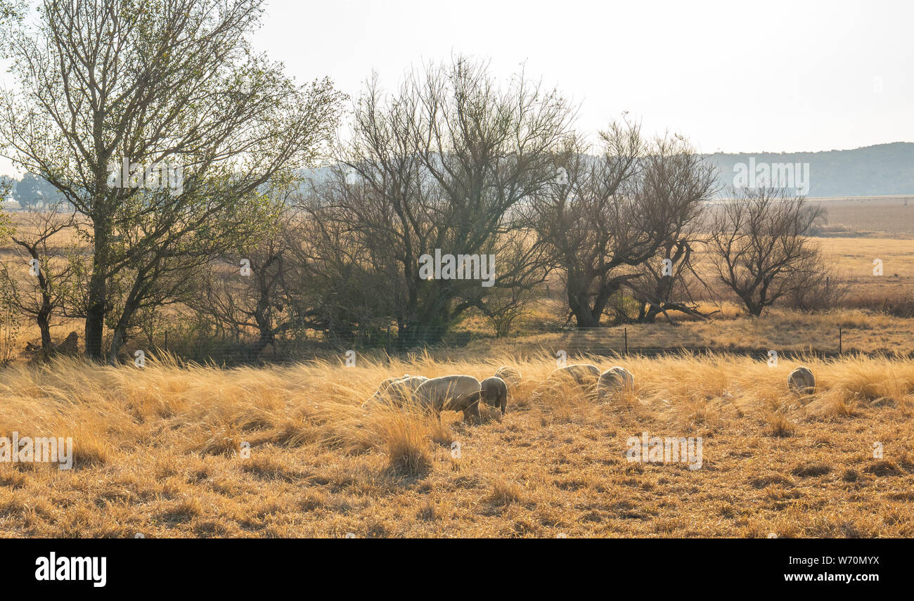 Winter farmland in the Midlands region of the kwaZulu-Natal province of ...