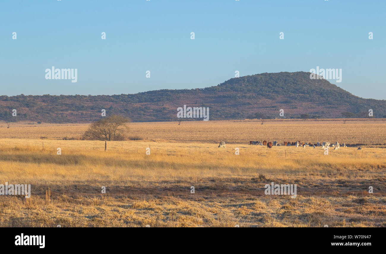 Winter farmland in the Midlands region of the kwaZulu-Natal province of ...