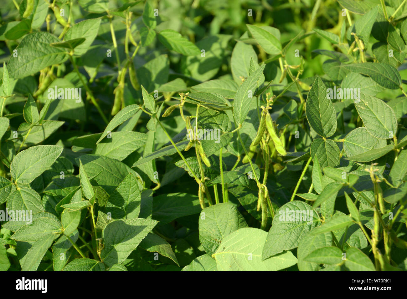 soy pods close-up, soybean or glycine max field with green soybean pods ...